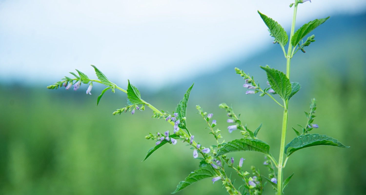 Whole Herbs – Pacific Botanicals