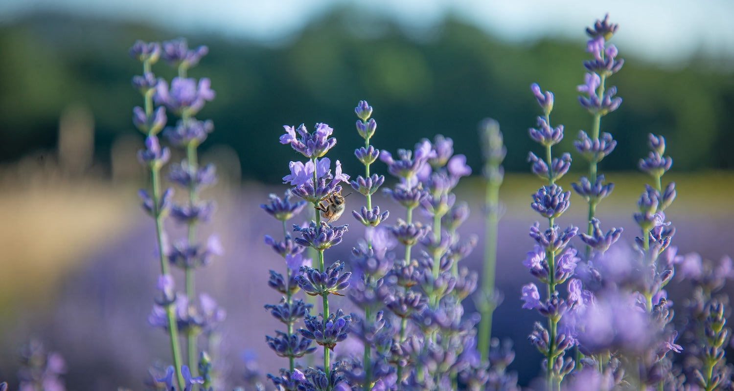 Regenerative Organic Certified® – Pacific Botanicals