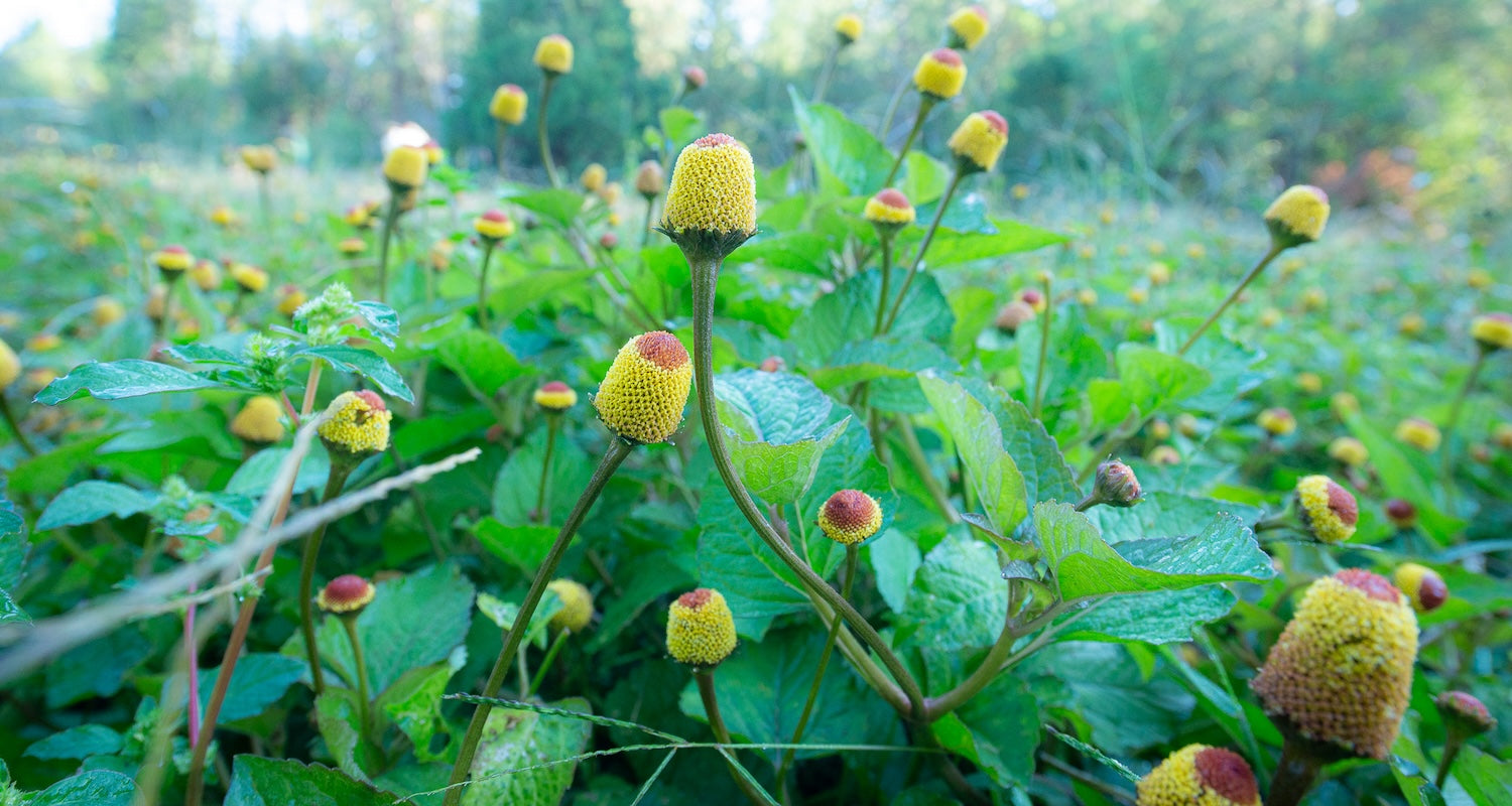 Fresh Herbs – Pacific Botanicals