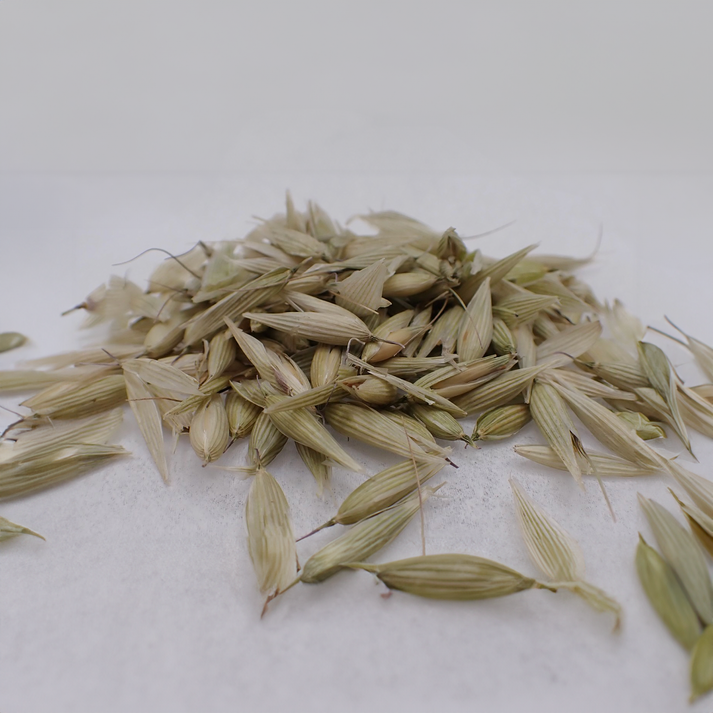 Oat Tops in Milk Stage Dried | Pacific Botanicals