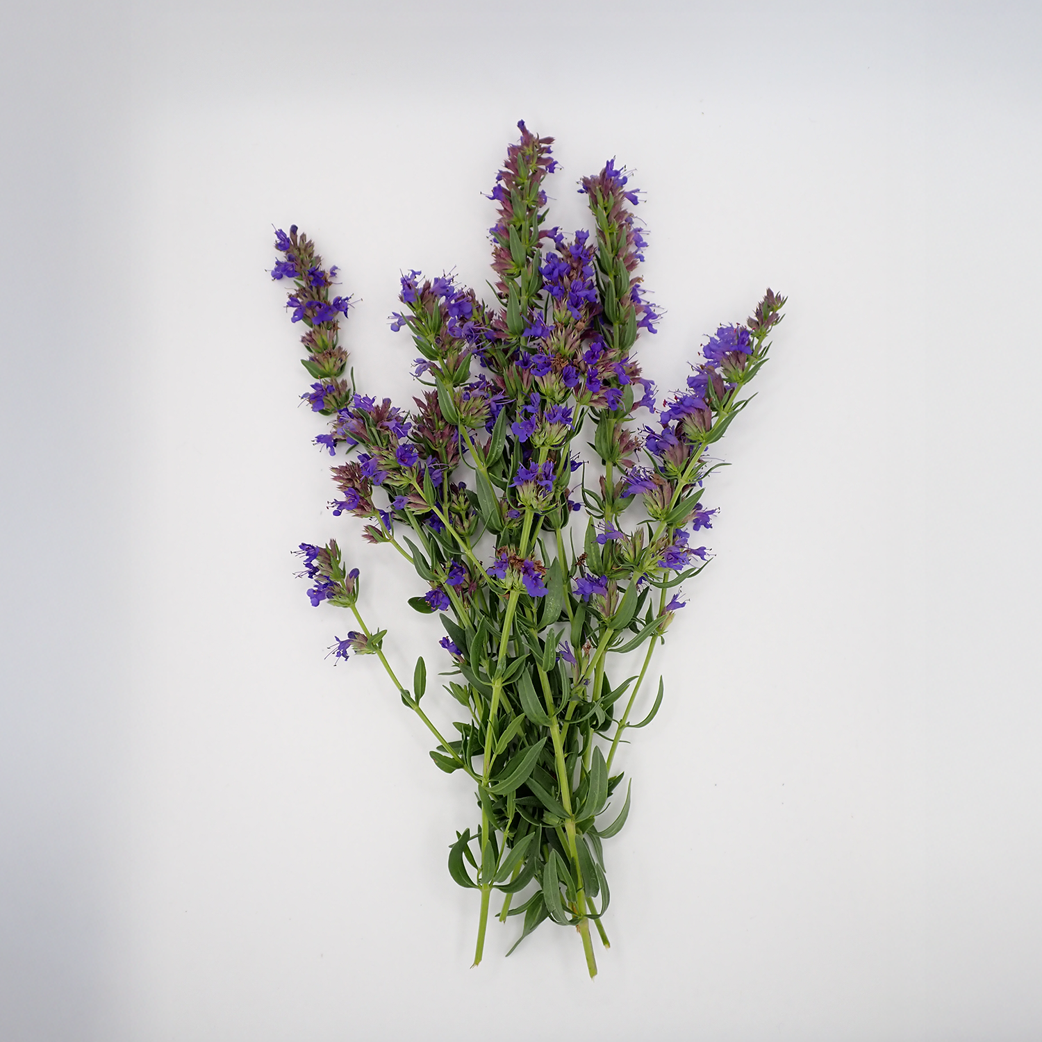 Hyssop Fresh Herb in Flower | Pacific Botanicals